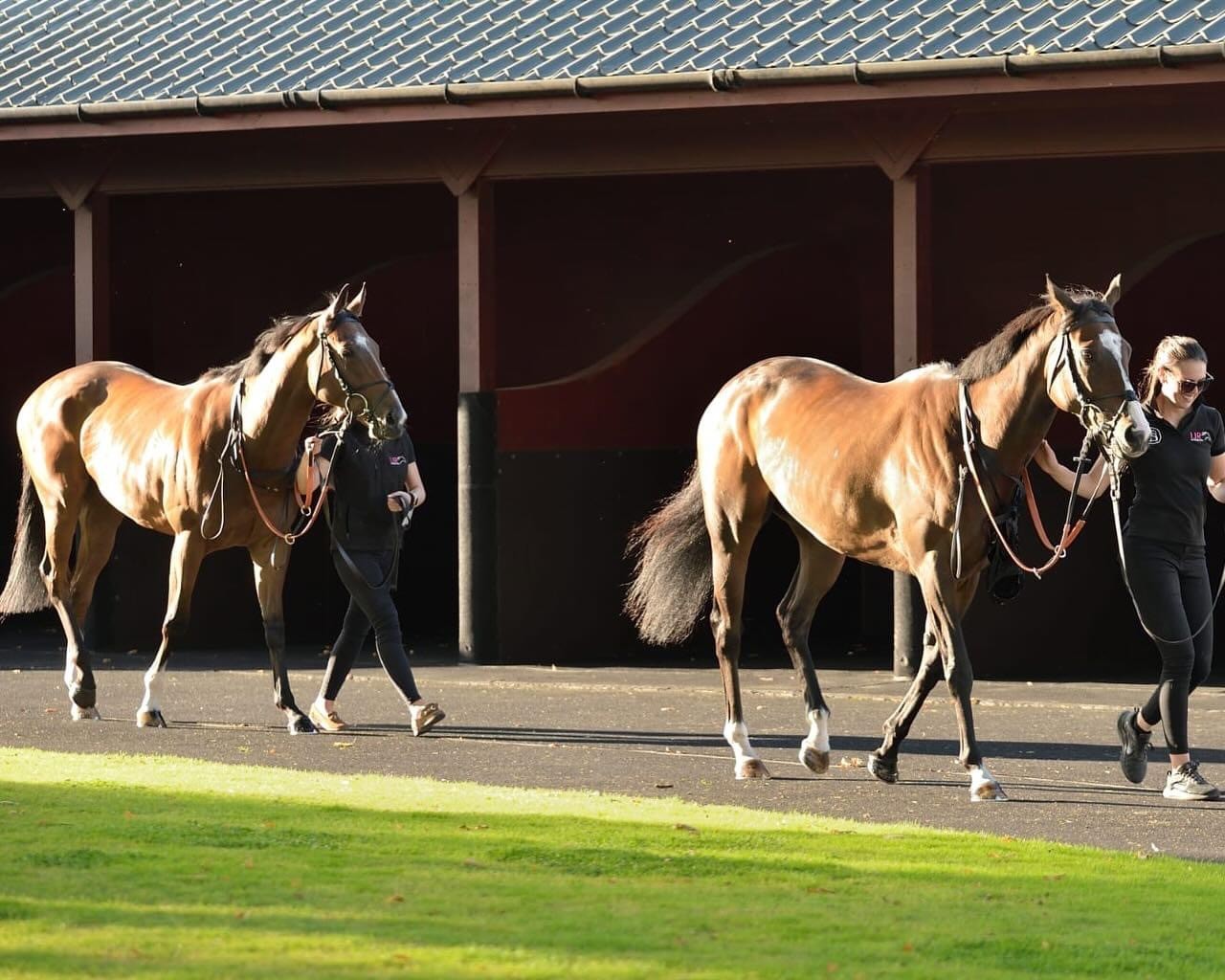 10 Runners and 10 Top 5 Placings! | Iain Jardine Racing - Where horses ...